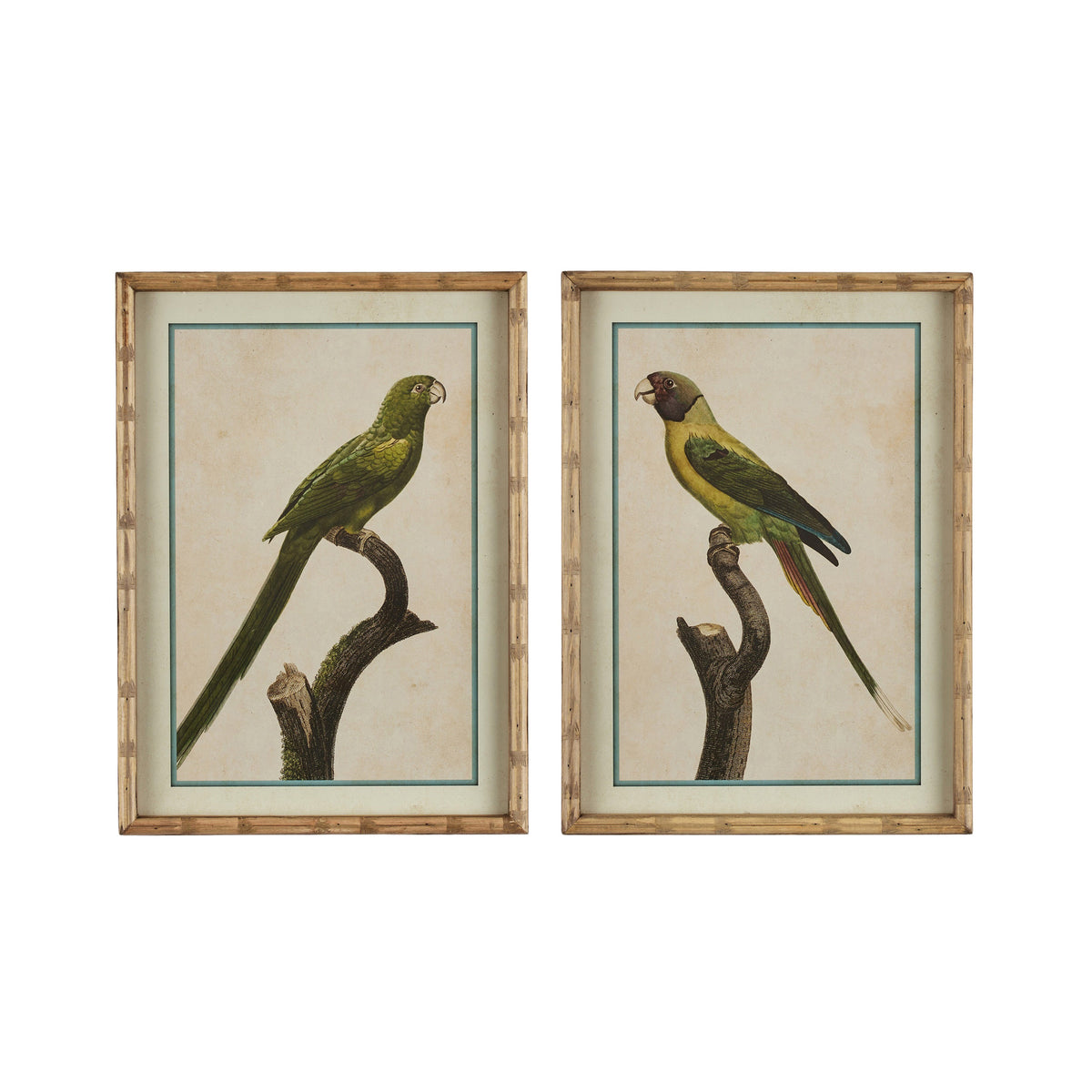 Parakeet Print in Carved 'Bamboo' Wooden Frame - Yellow Parrot – Magpie ...
