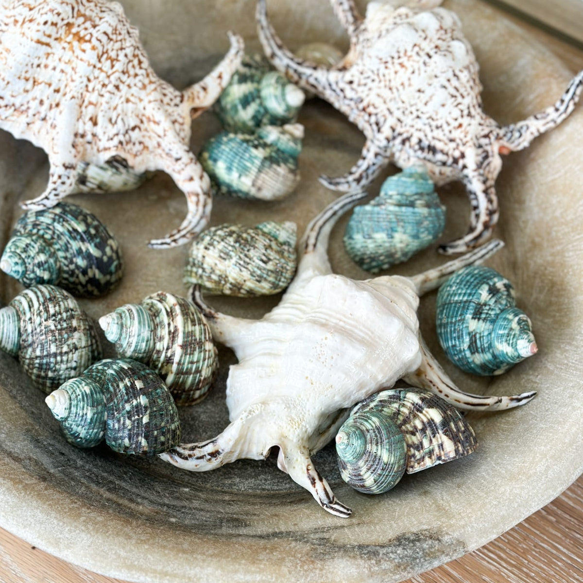 Graphic Green Turban Snail Shell – Magpie Style